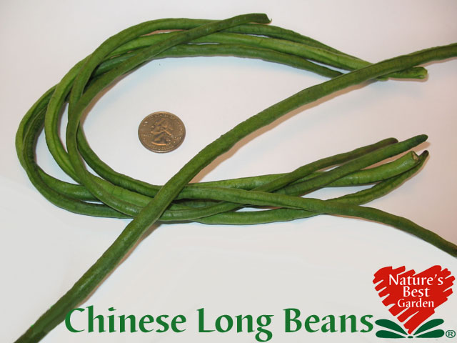 NBG Bean Varieties