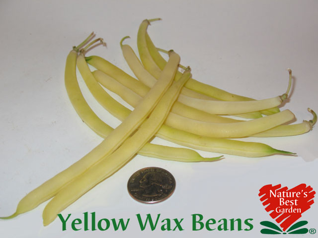 NBG Bean Varieties