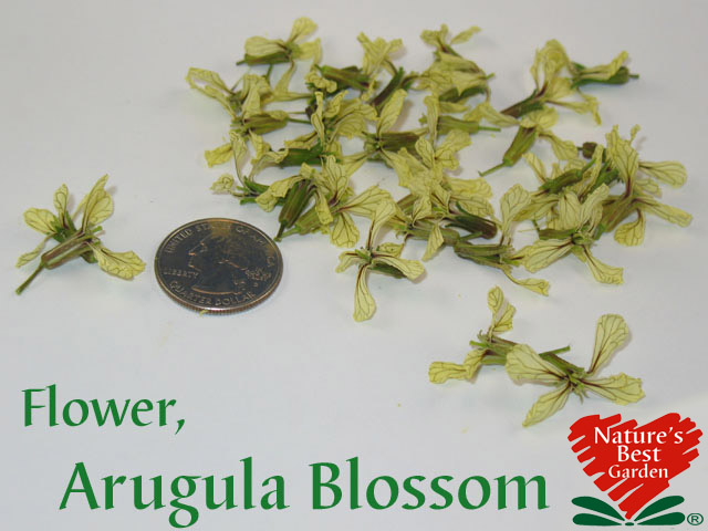 NBG Flowers