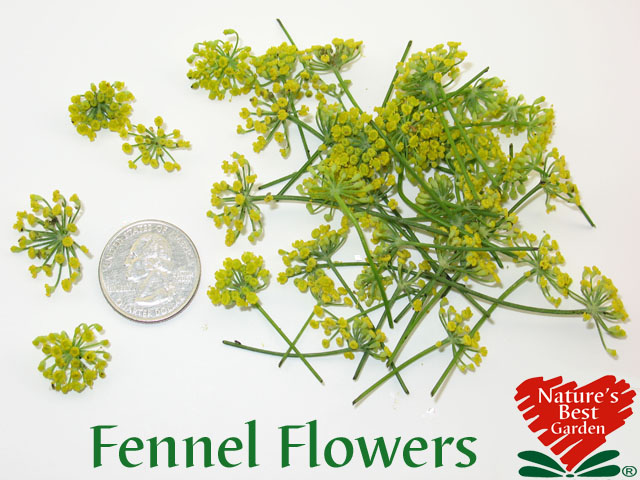 NBG Flowers