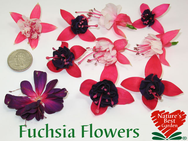 NBG Flowers