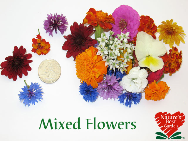 NBG Flowers