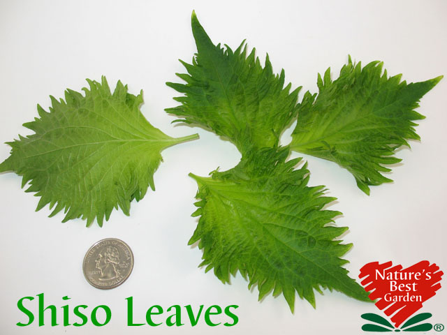NBG Micro & Petite Shiso