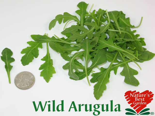 NBG Arugula Varieties