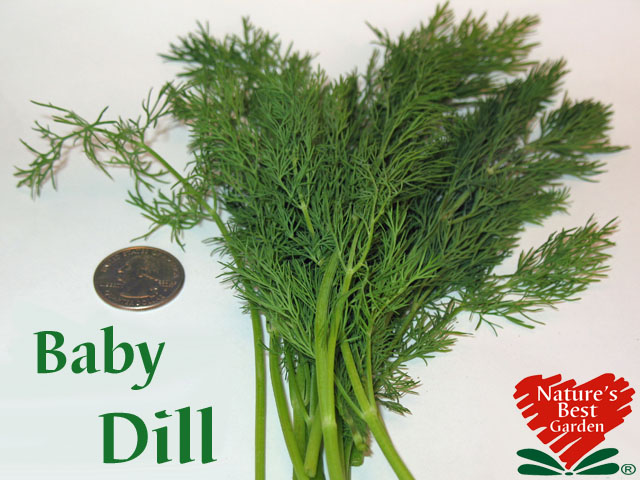NBG Dill