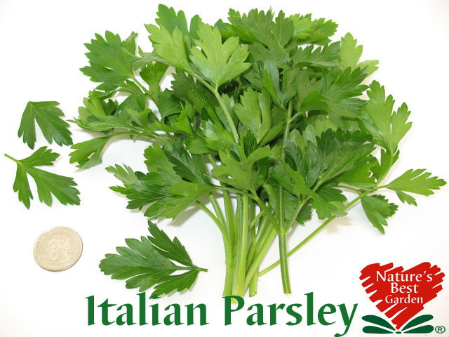 NBG Italian Parsley