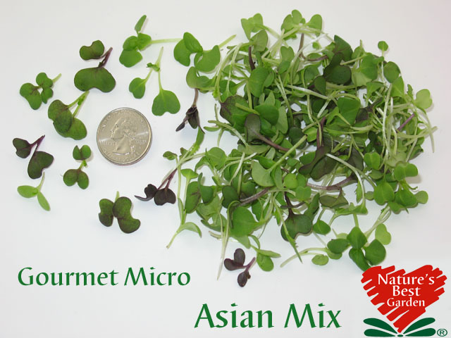 NBG Asian Mix Varieties