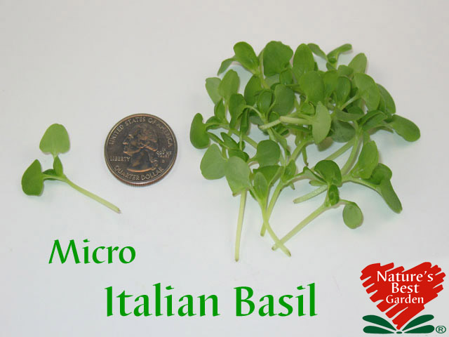 NBG Basil Micro & Petite Varieties