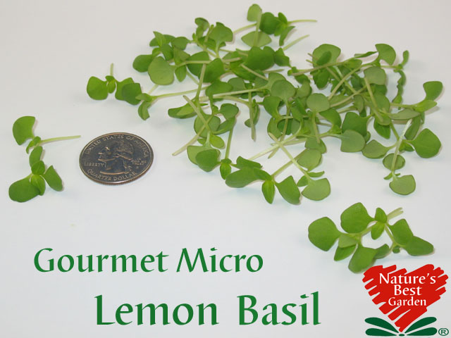 NBG Basil Micro & Petite Varieties