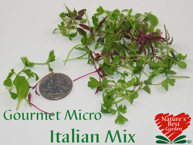 NBG Micro & Petite Italian Mix
