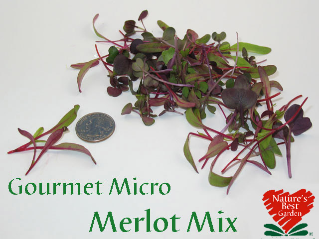 NBG Micro & Petite Merlot Mix