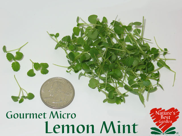 NBG Micro & Petite Mint Varieties