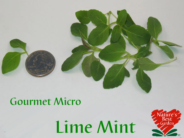 NBG Micro & Petite Mint Varieties