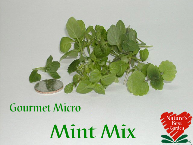 NBG Micro & Petite Mint Varieties