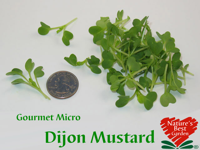 NBG Micro & Petite Mustard Varieties