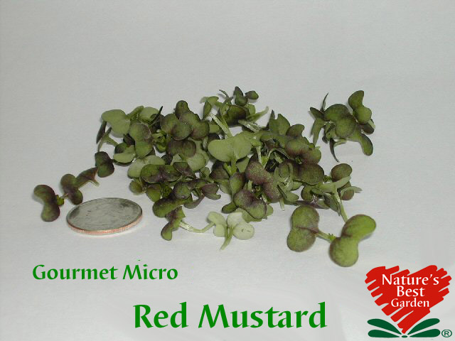 NBG Micro & Petite Mustard Varieties