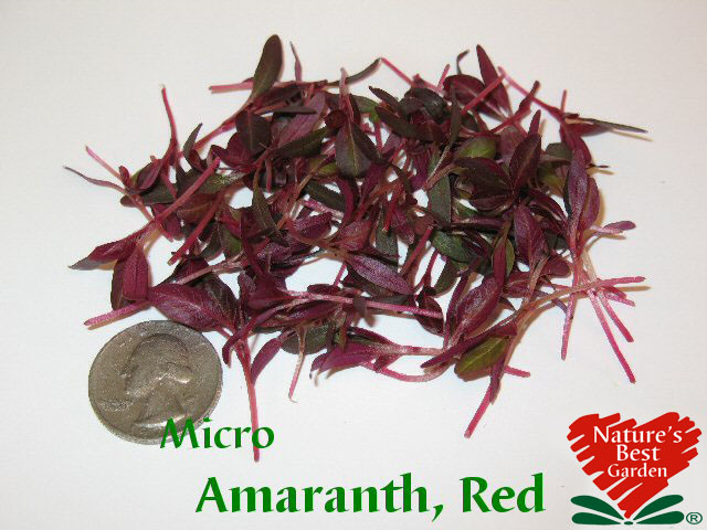 NBG Petite Amaranth Tri Color