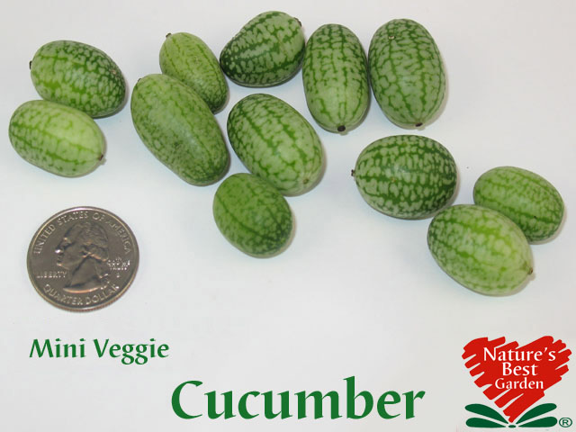 NBG Mini Veggies