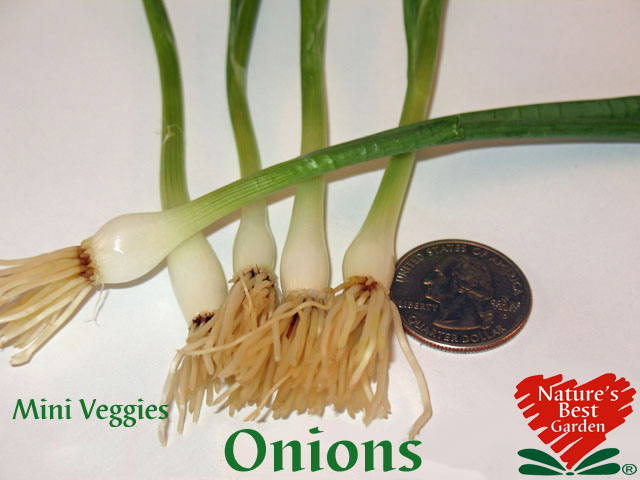 NBG Mini Veggies