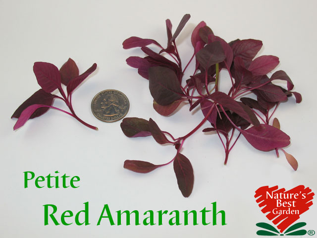 NBG Petite Amaranth Tri Color