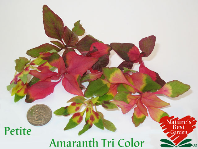 NBG Petite Amaranth Tri Color