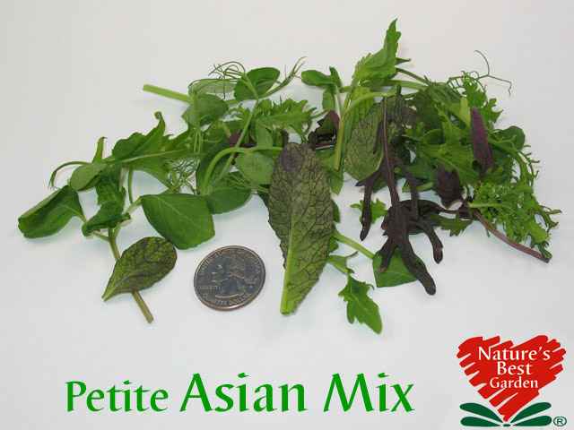 NBG Asian Mix Varieties