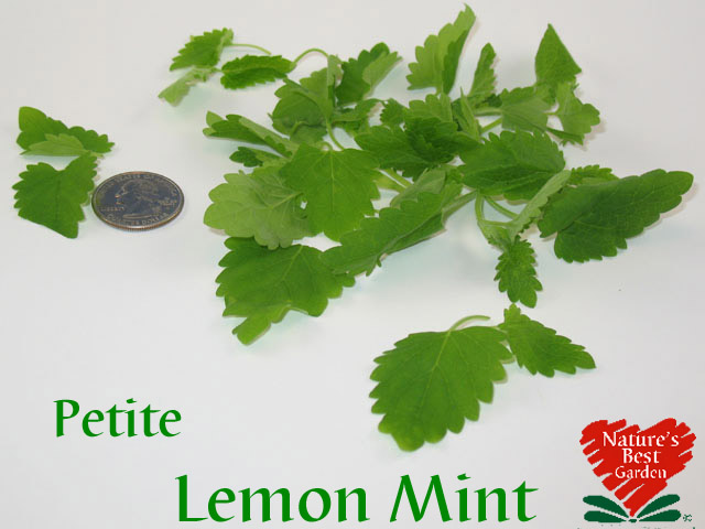NBG Micro & Petite Mint Varieties