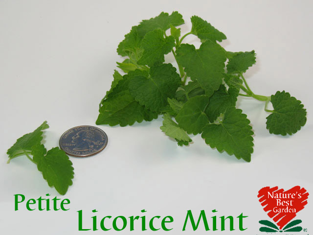 NBG Micro & Petite Mint Varieties