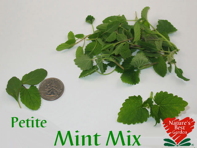NBG Micro & Petite Mint Varieties