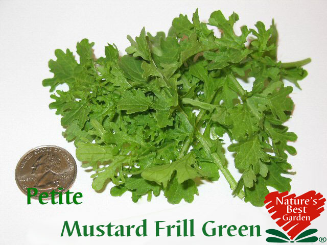 NBG Micro & Petite Mustard Varieties