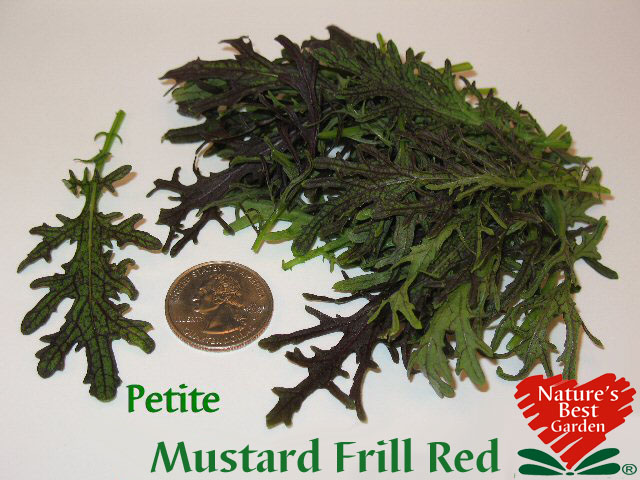 NBG Micro & Petite Mustard Varieties