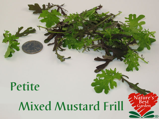 NBG Micro & Petite Mustard Varieties