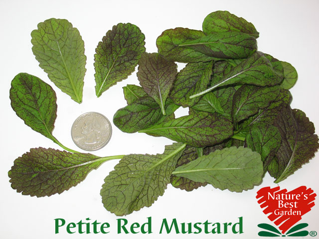 NBG Micro & Petite Mustard Varieties