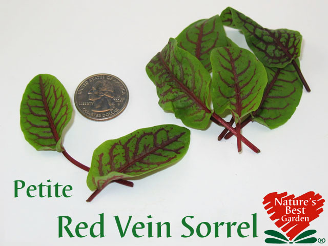 NBG Red Vein Sorrel Micro & Petite