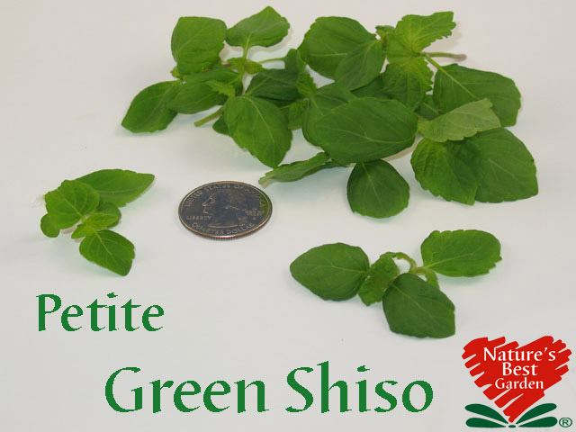 NBG Micro & Petite Shiso