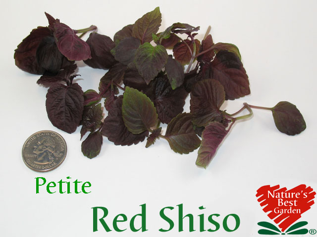 NBG Micro & Petite Shiso