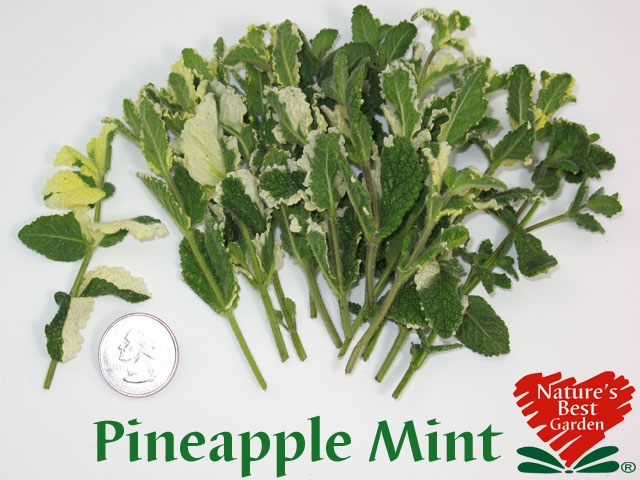 NBG Pineapple Mint