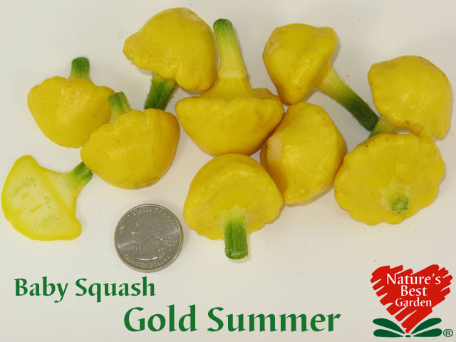 NBG Squashes