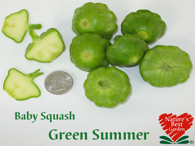 NBG Squashes
